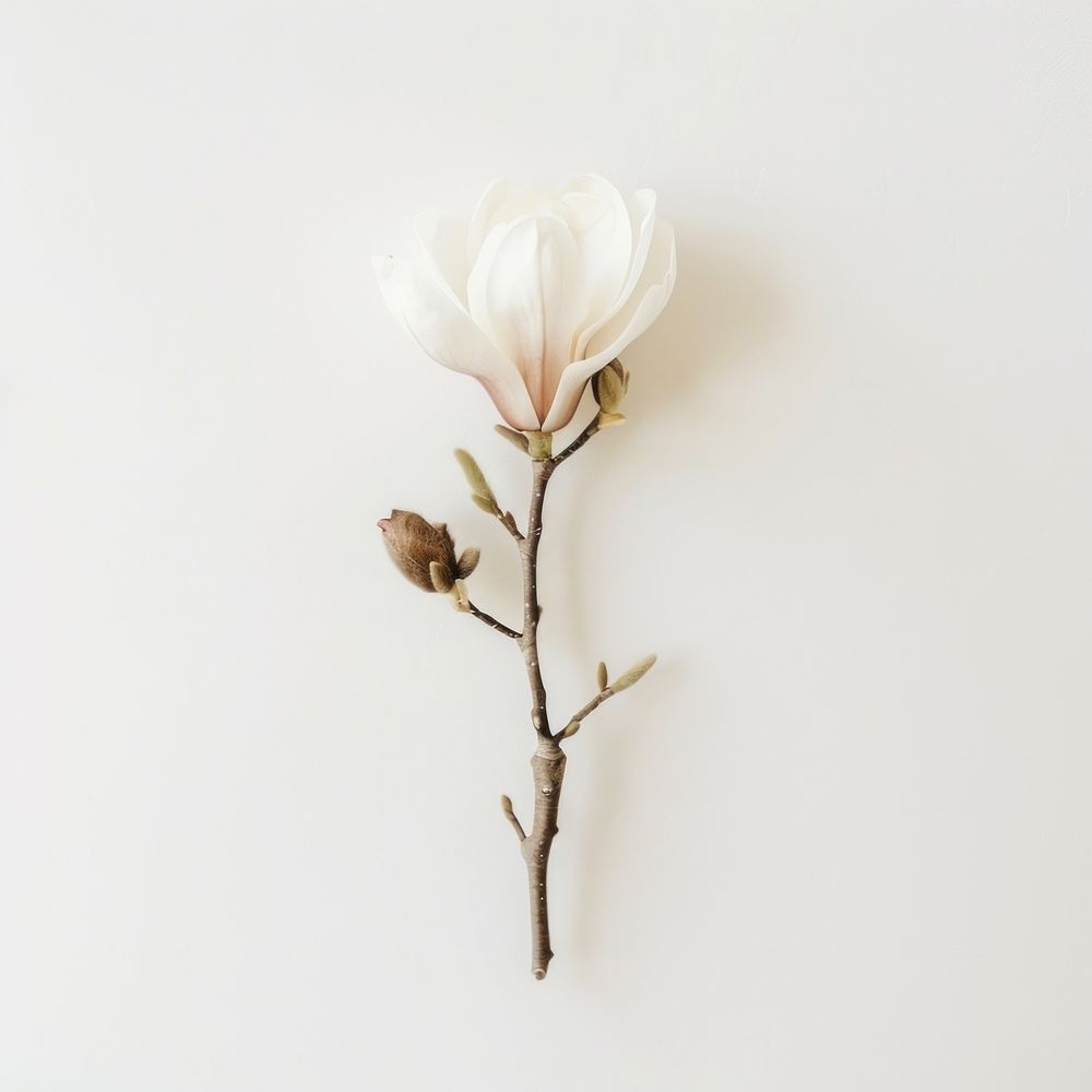 Magnolia flower blossom sprout plant. | Free Photo - rawpixel