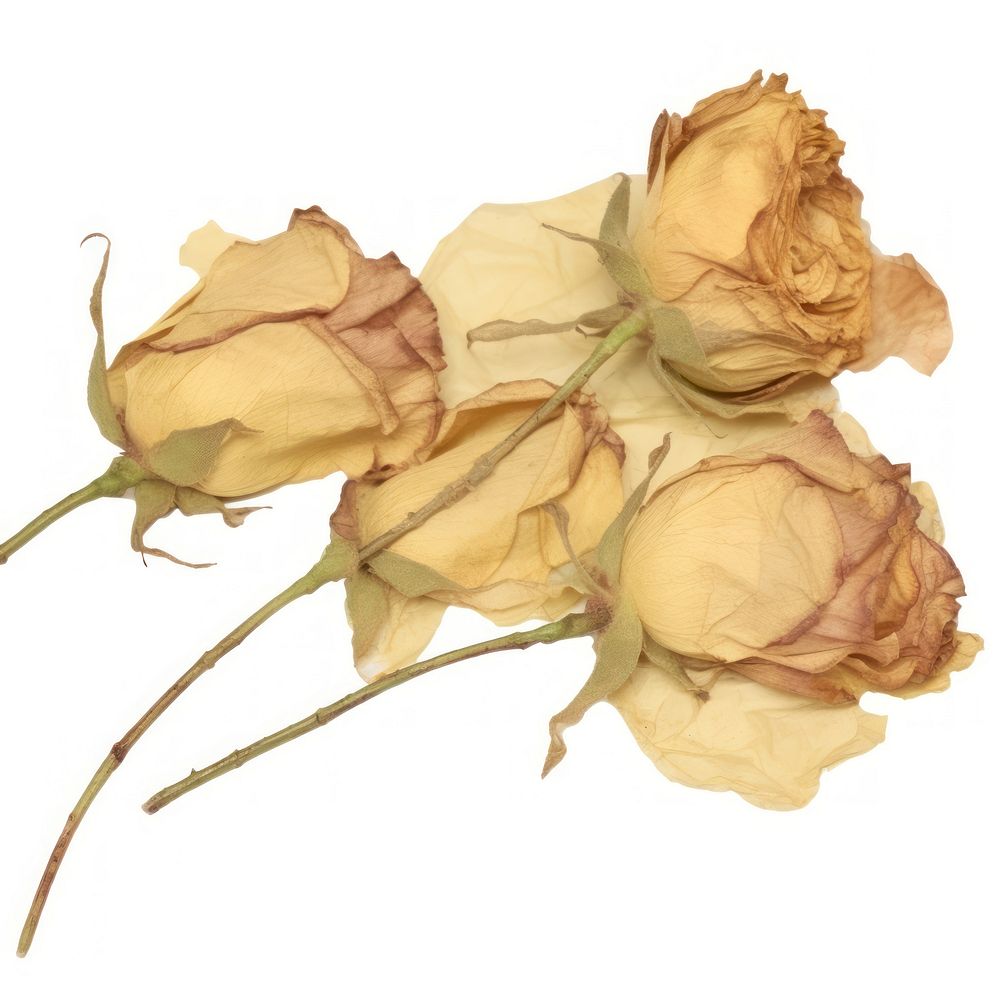 Dried roses ripped paper flower | Premium Photo Illustration - rawpixel