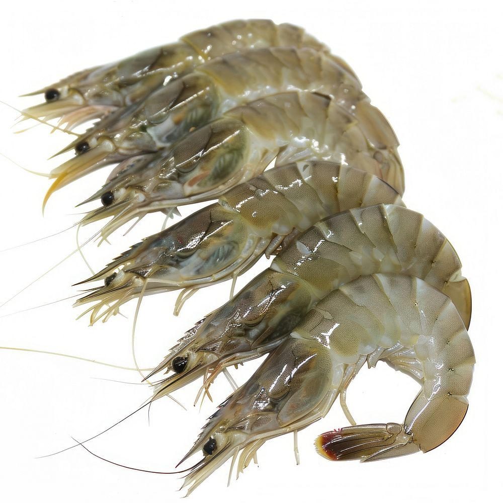 Raw shrimp invertebrate seafood animal. | Free Photo - rawpixel