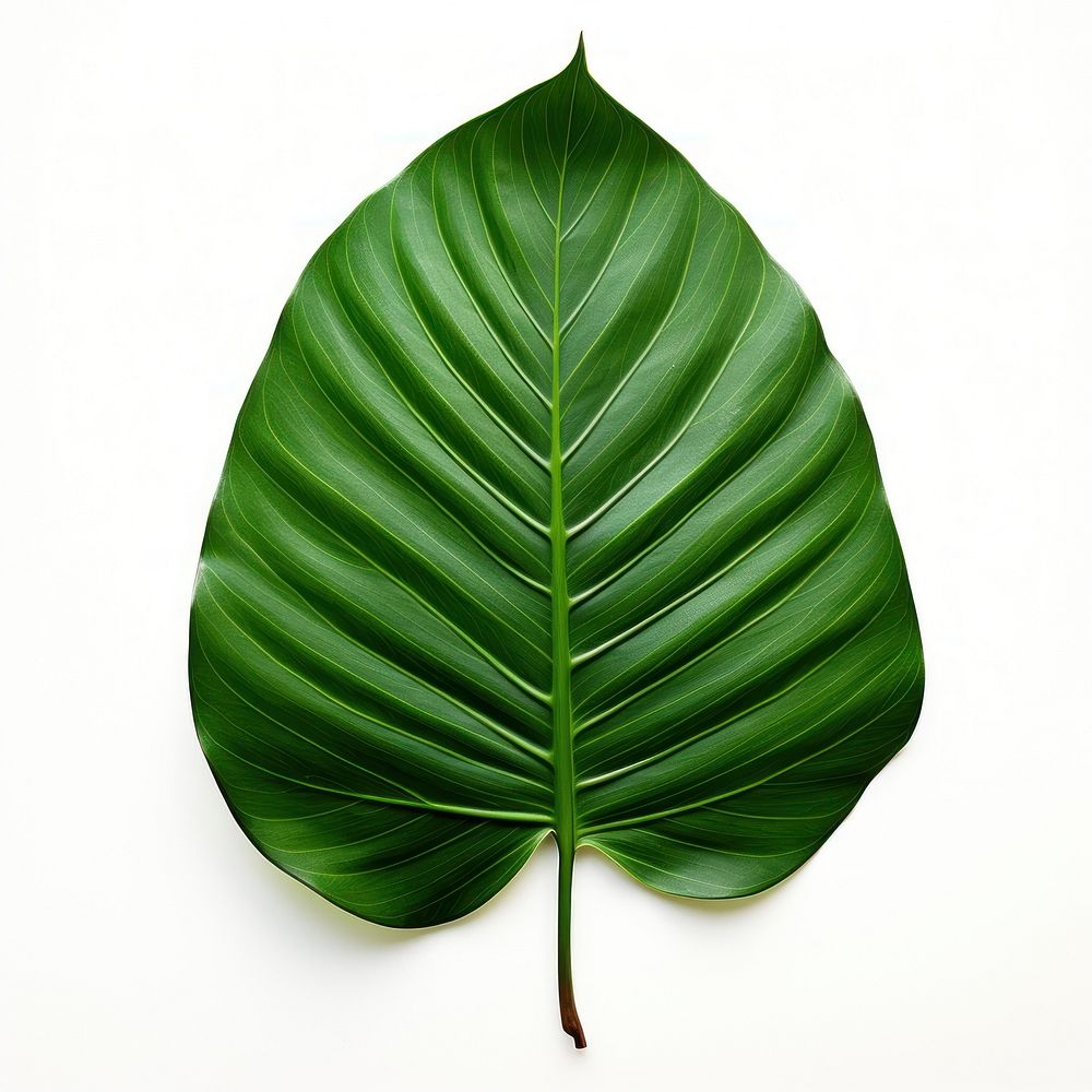 Tropical leave plant green leaf. | Premium Photo - rawpixel
