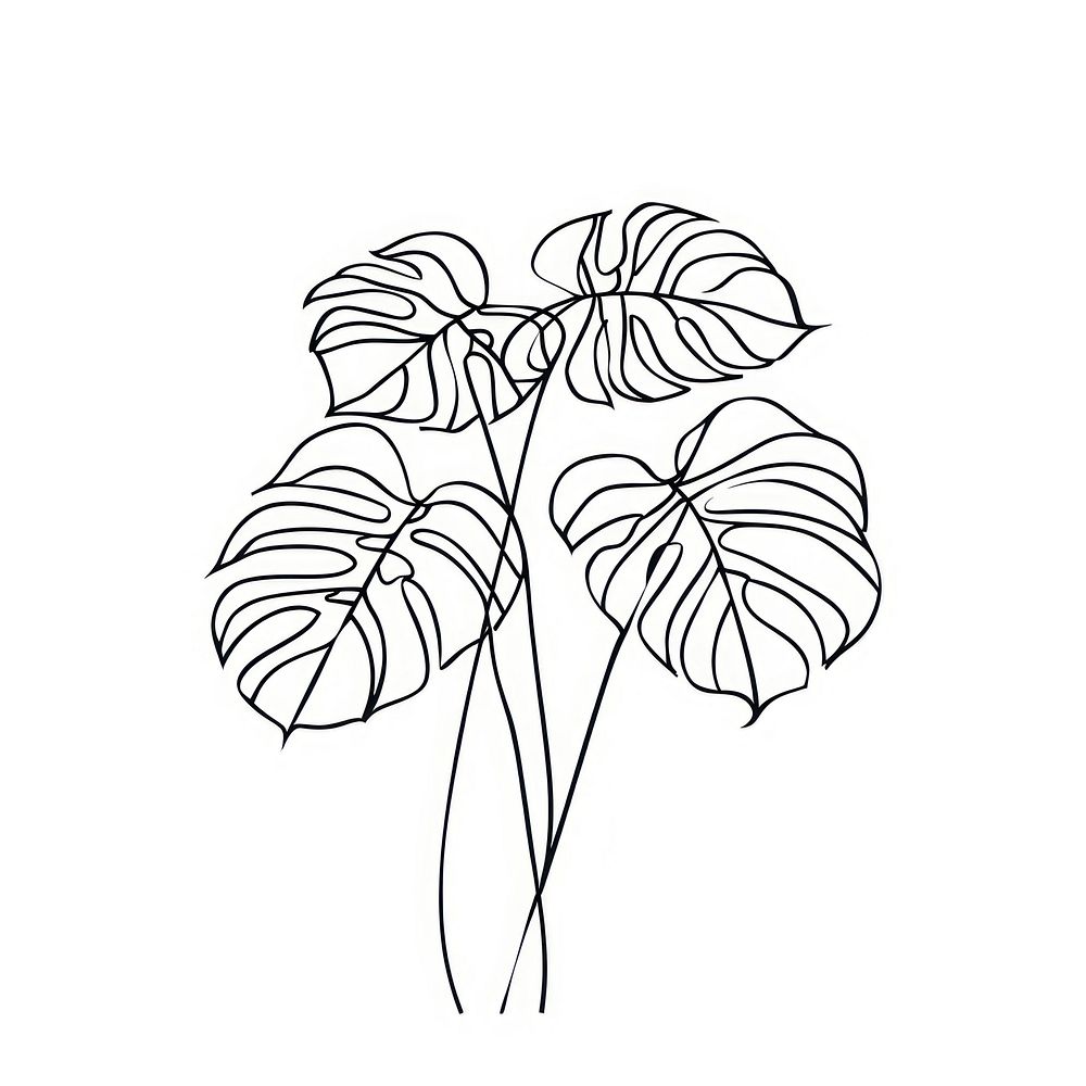 Monstera illustrated drawing sketch. | Free Photo Illustration - rawpixel