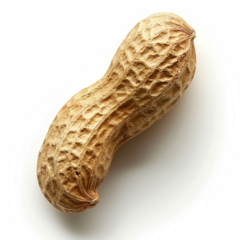 Photo single peanut ammunition vegetable | Free Photo - rawpixel