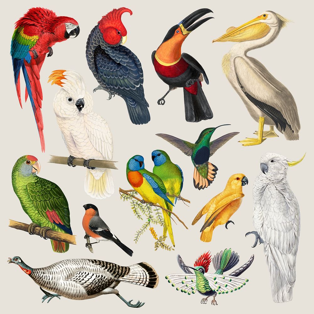 Vintage bird animal design element | Free Photo - rawpixel