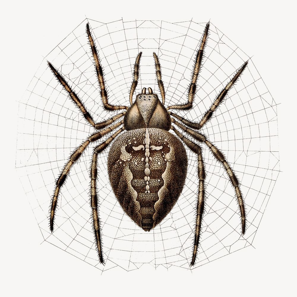 Vintage garden spider psd. Remixed | Premium PSD Illustration - rawpixel