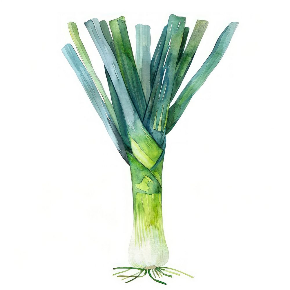 An isolated fresh leek food | Free Photo Illustration - rawpixel