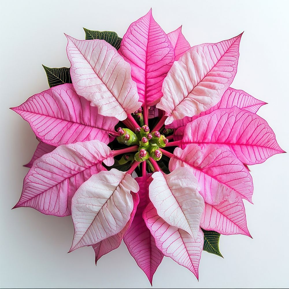 Real poinsettia flower vibrant beauty | Free Photo - rawpixel