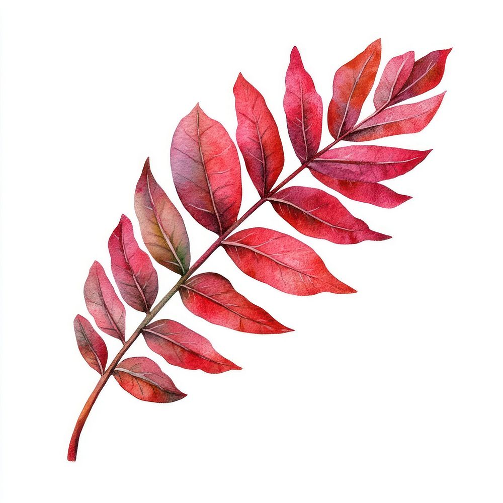 Sumac Leaf leaf illustration watercolor. | Free Photo Illustration ...