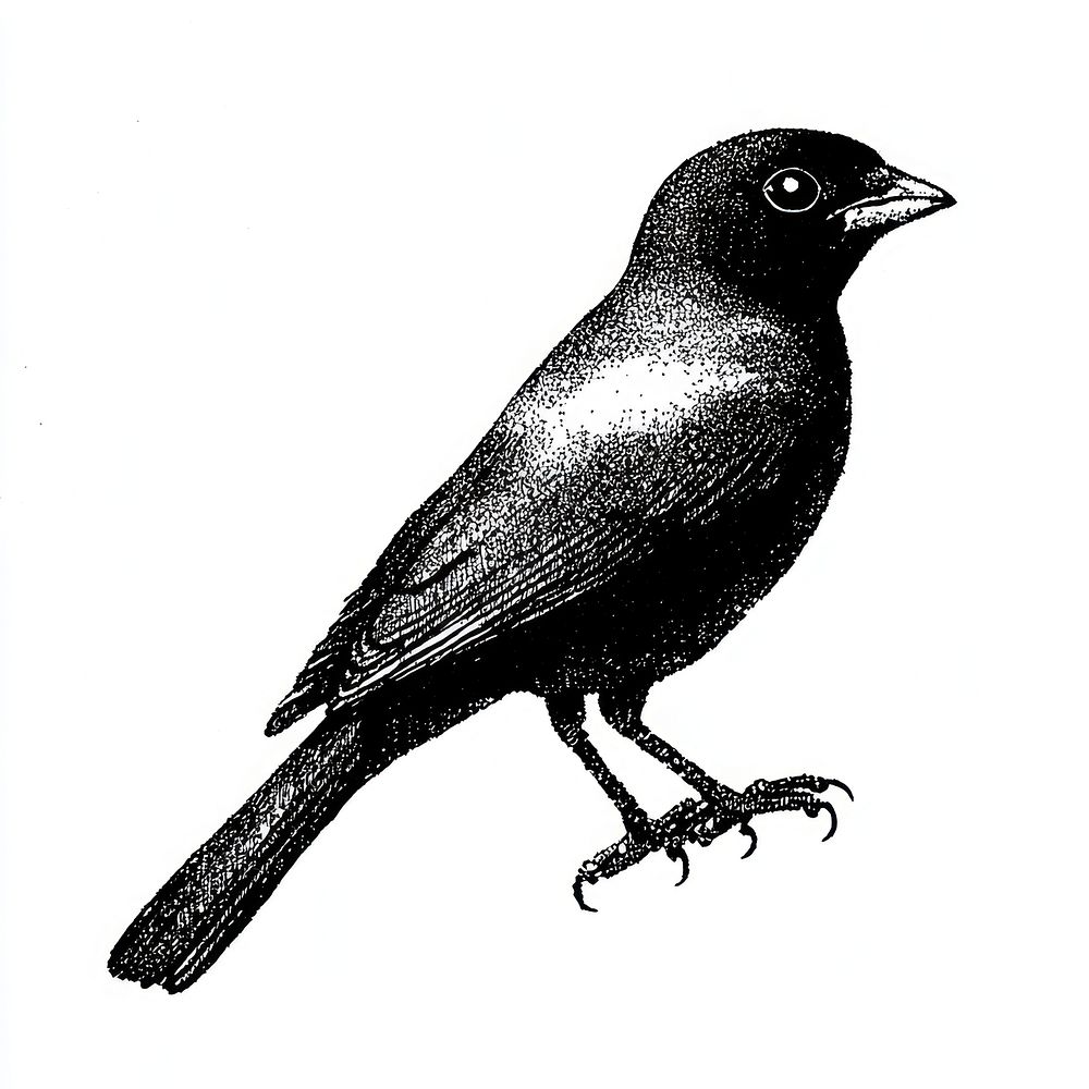 Bird retro photocopy stipple effect | Free Photo Illustration - rawpixel