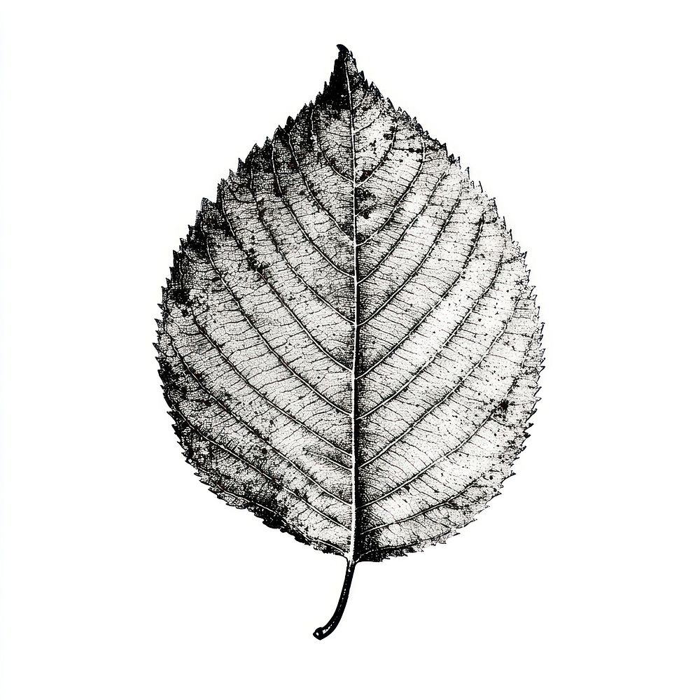 Leaf retro photocopy stipple effect | Free Photo Illustration - rawpixel