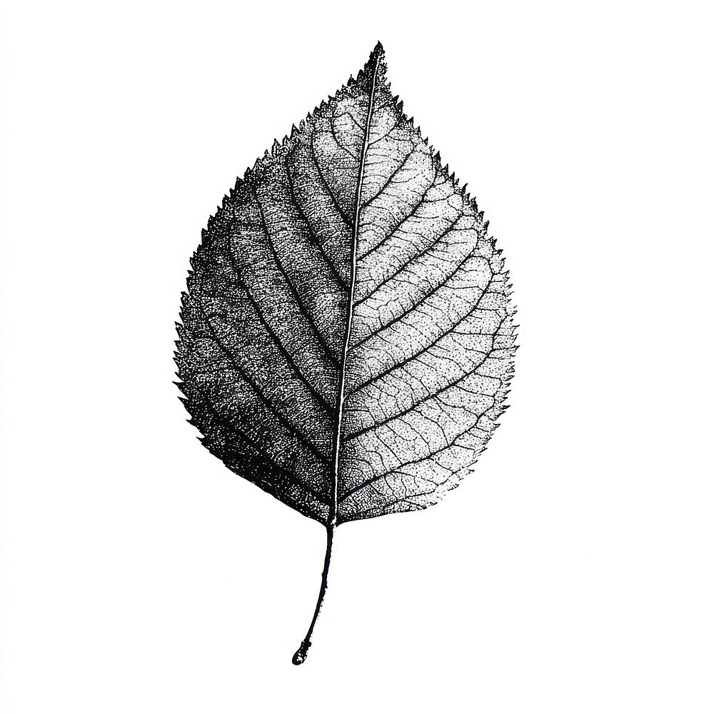 Leaf retro photocopy stipple effect | Free Photo Illustration - rawpixel