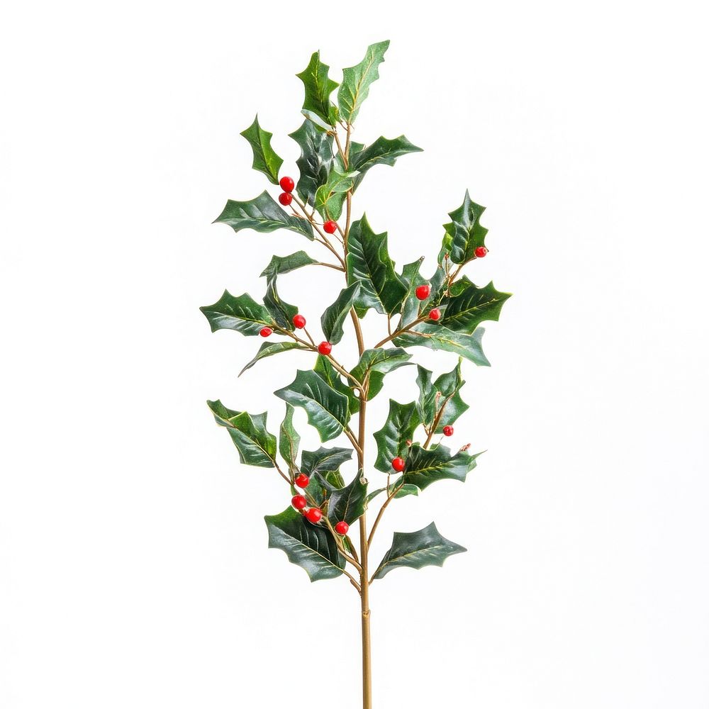 christmas Sprig European holly red | Free Photo - rawpixel