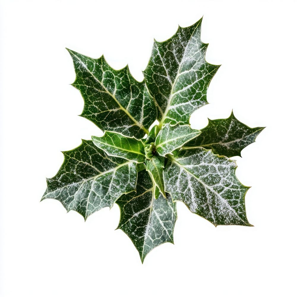 christmas holly plant leaf botanical. | Free Photo - rawpixel