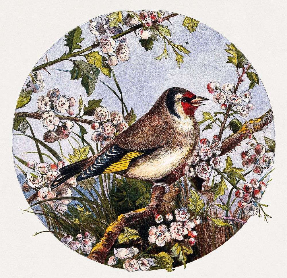 Finch Illustrated Images | Free Photos, PNG Stickers, Wallpapers ...