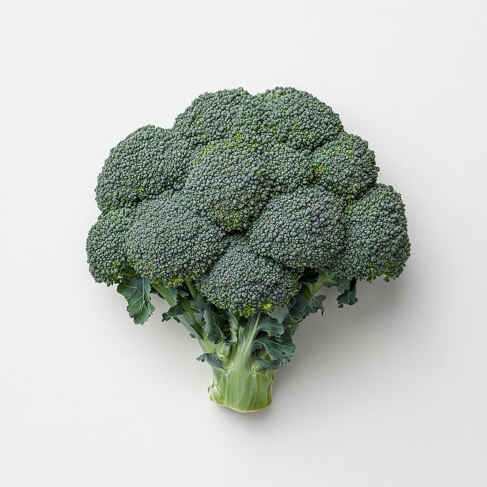 1 real broccoli vegetable isolated | Free Photo - rawpixel