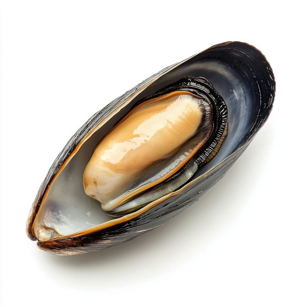 One real raw half Mussel | Free Photo - rawpixel