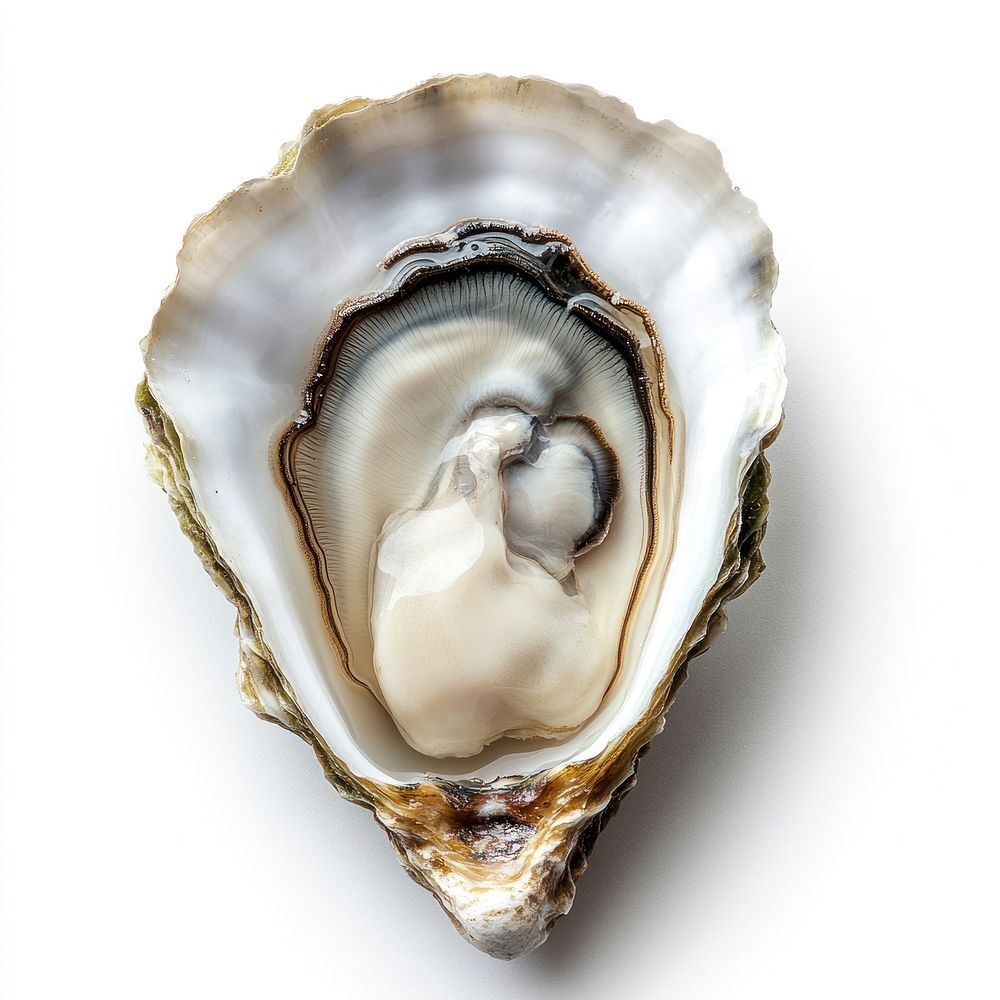 One real raw whole oyster | Free Photo - rawpixel