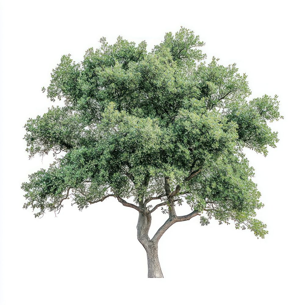 Oak tree isolated green illustration. | Free Photo - rawpixel