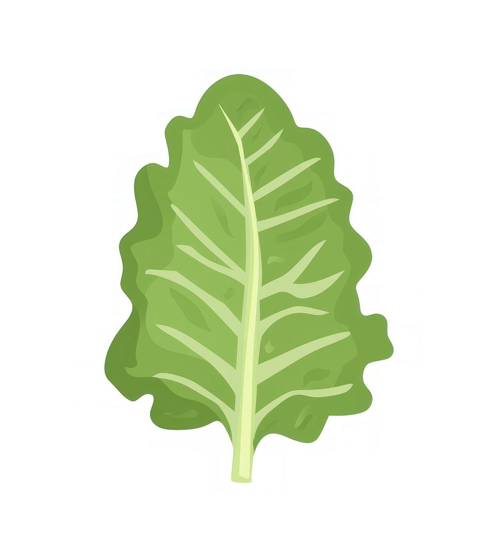 Lettuce leaf illustration vegetable produce. | Free Photo Illustration - rawpixel