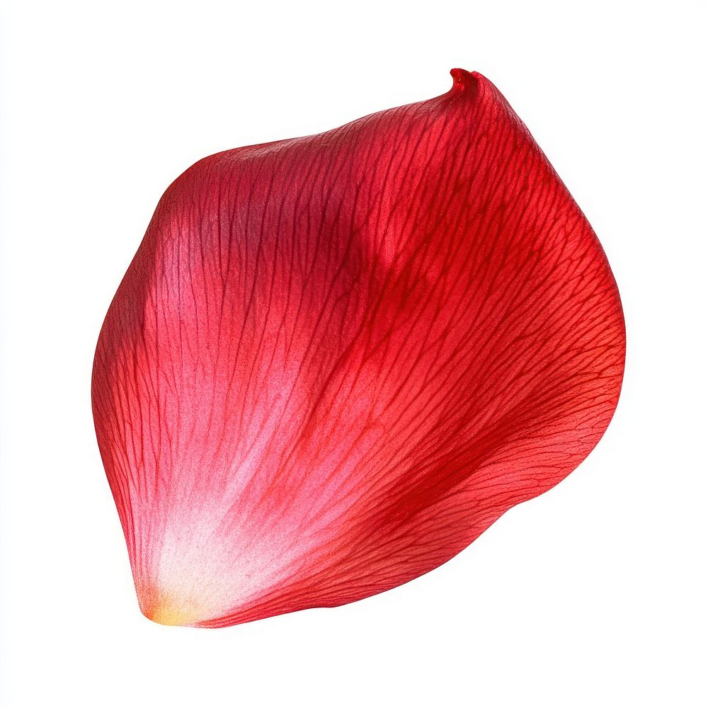 Red flower petal photography botanical | Free Photo - rawpixel