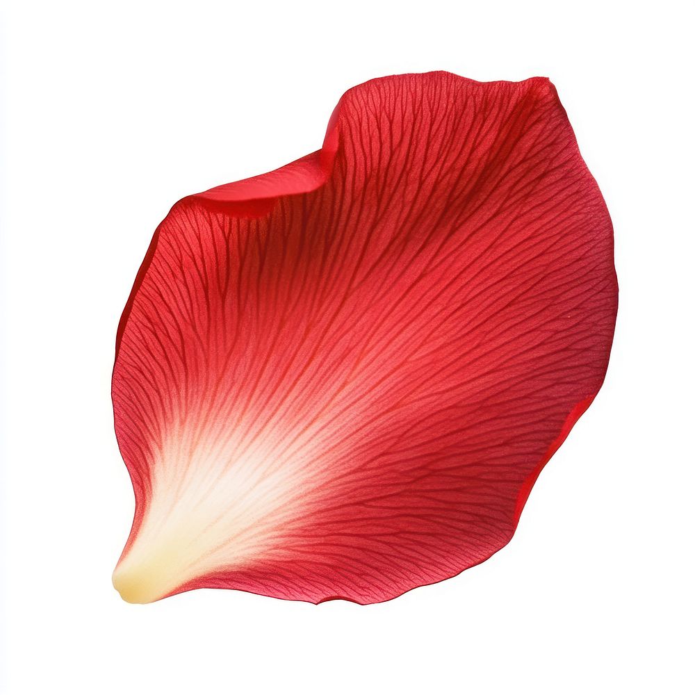 Red flower petal botanical delicate | Free Photo - rawpixel