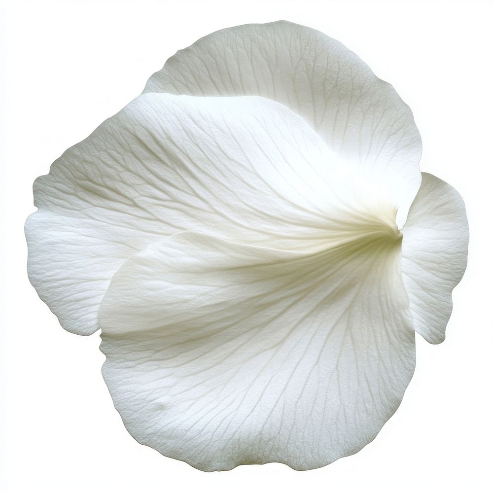 White flower petal botanical delicate | Free Photo - rawpixel