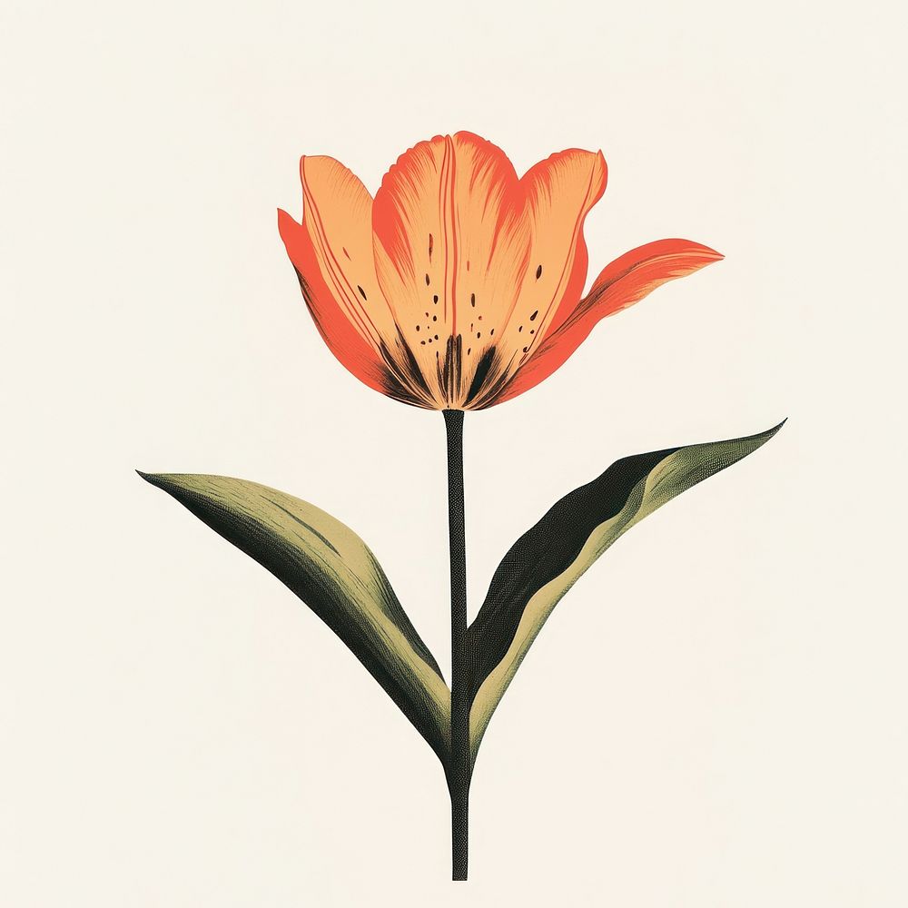 Tulip flower design petal. | Free Photo Illustration - rawpixel