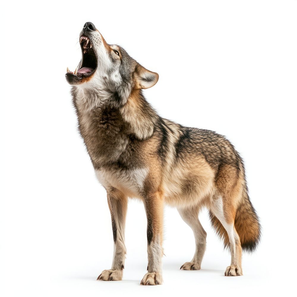 Wolf howling animal photography | Free Photo - rawpixel