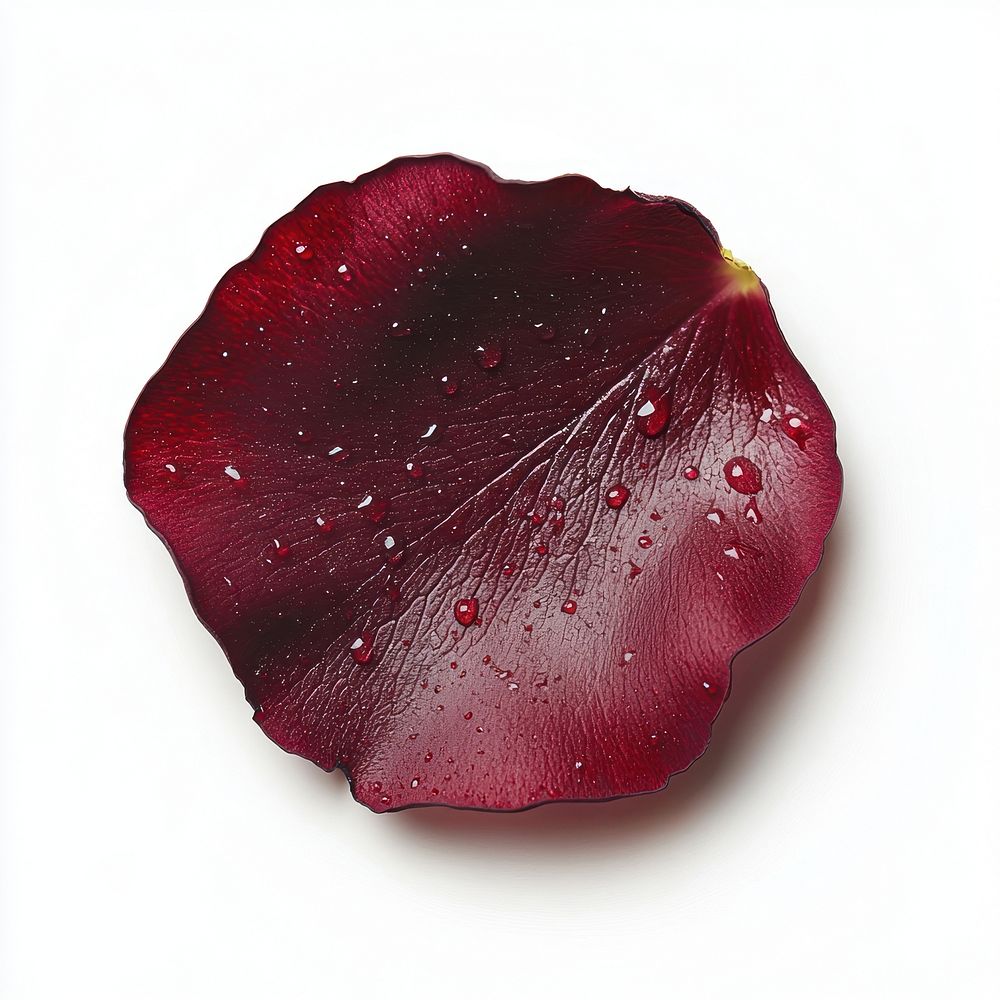 Fresh burgundy rose petal droplets | Free Photo - rawpixel