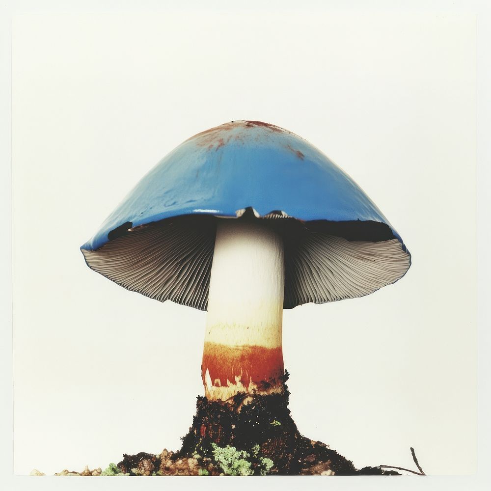 Colorful ceramic mushroom photography fungus | Free Photo - rawpixel