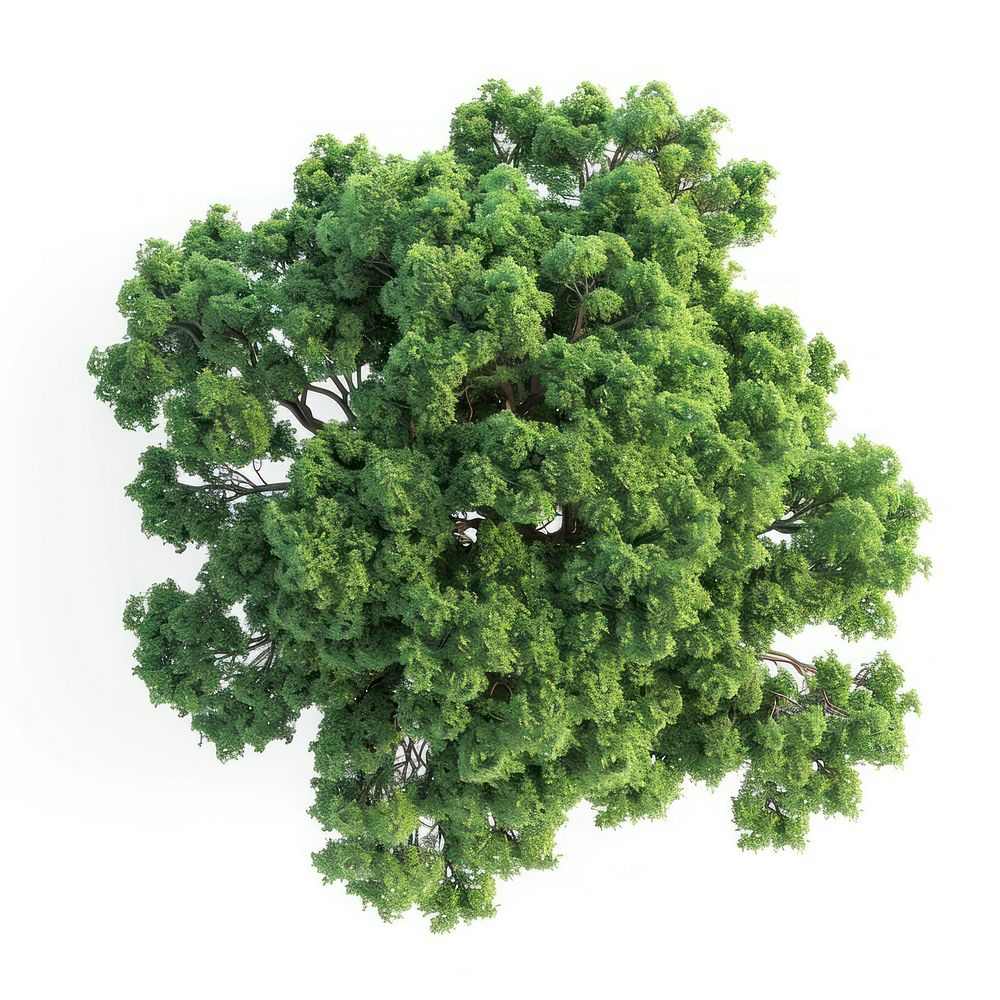 Jungle tree nature green view | Free Photo - rawpixel