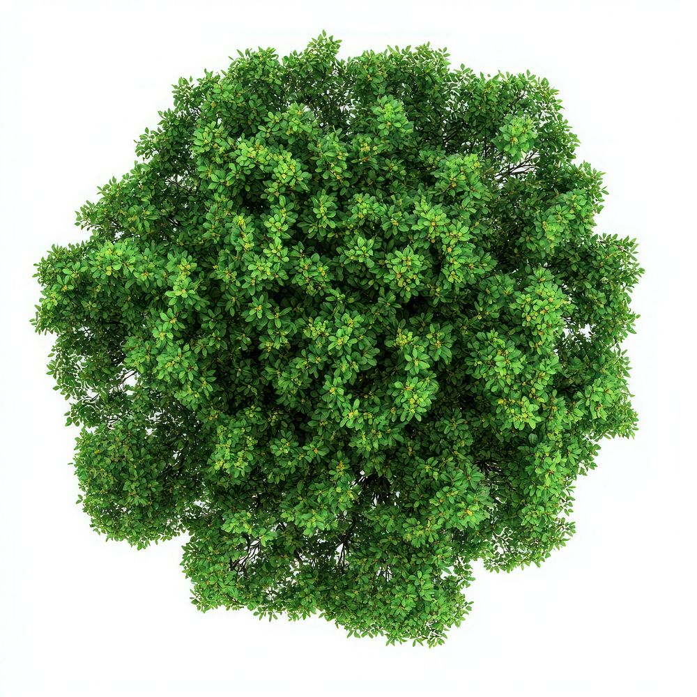 Green jungle tree view top | Free Photo - rawpixel