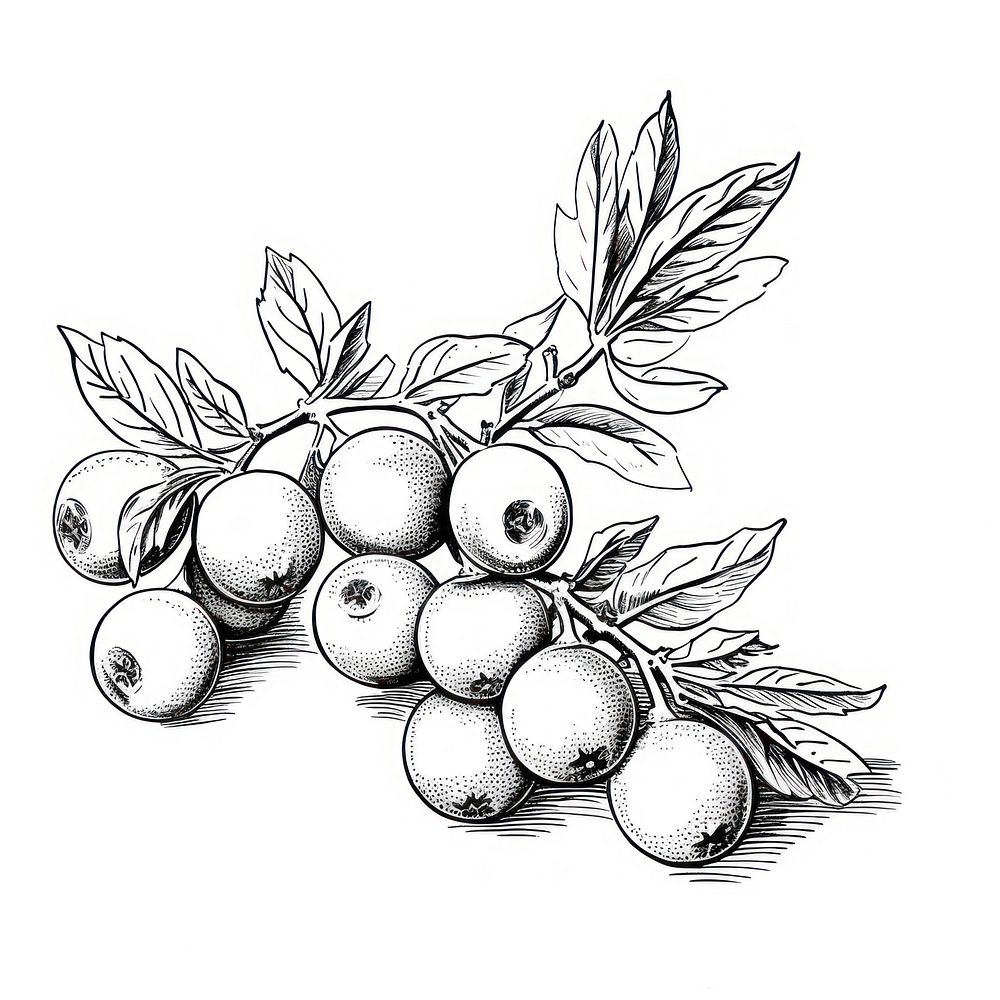 Cranberries art drawing fruit. | Free Photo Illustration - rawpixel