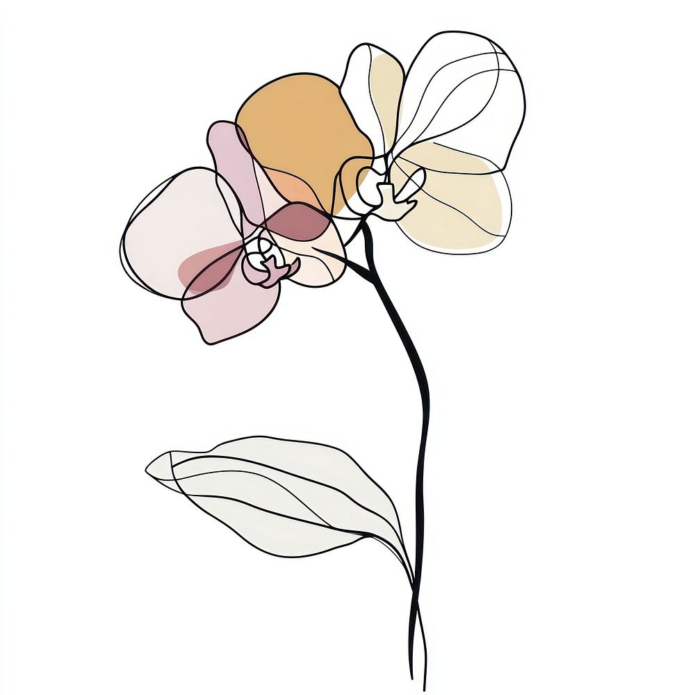 Orchid drawing flower line. | Free Photo Illustration - rawpixel
