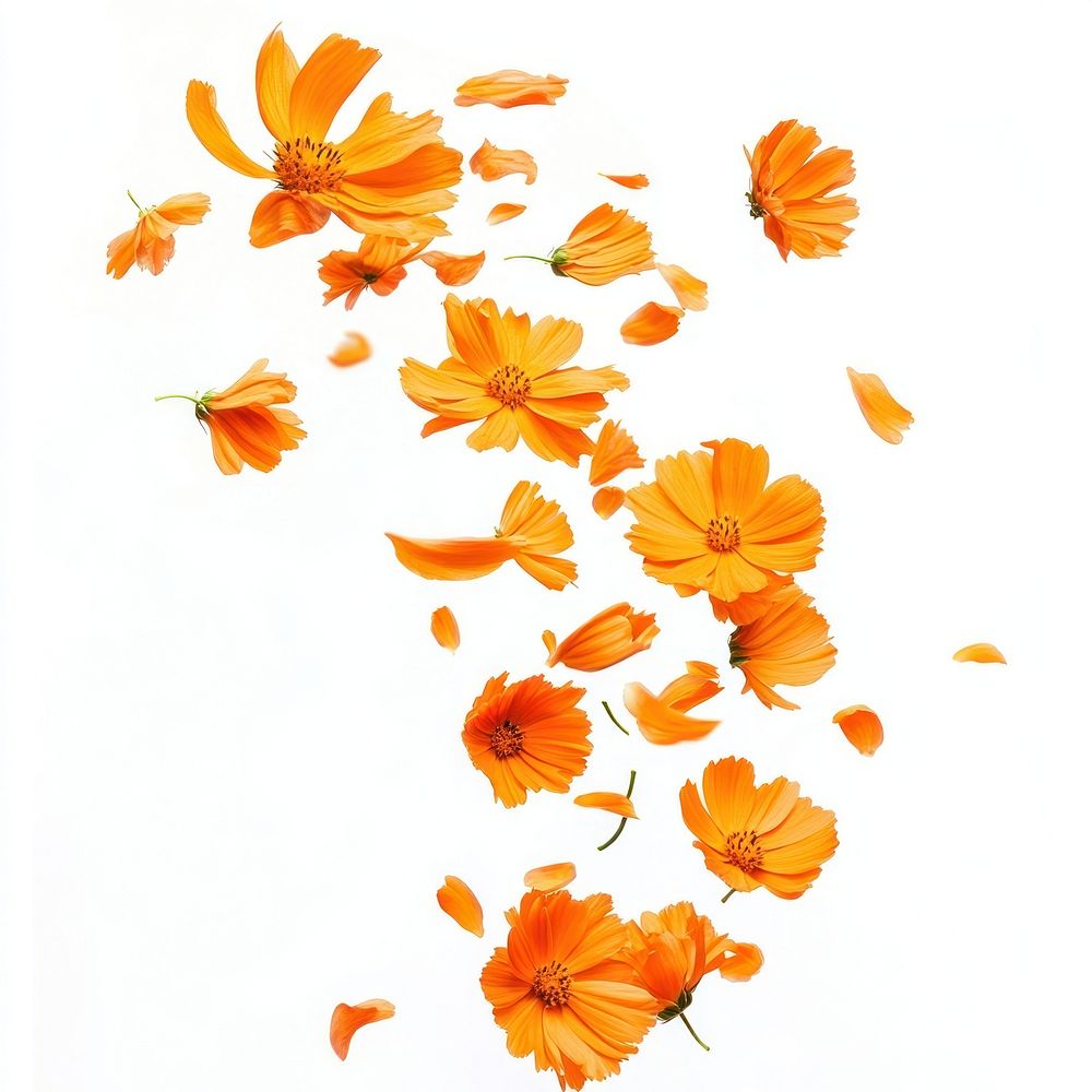 Orange color flowers and petals | Free Photo - rawpixel