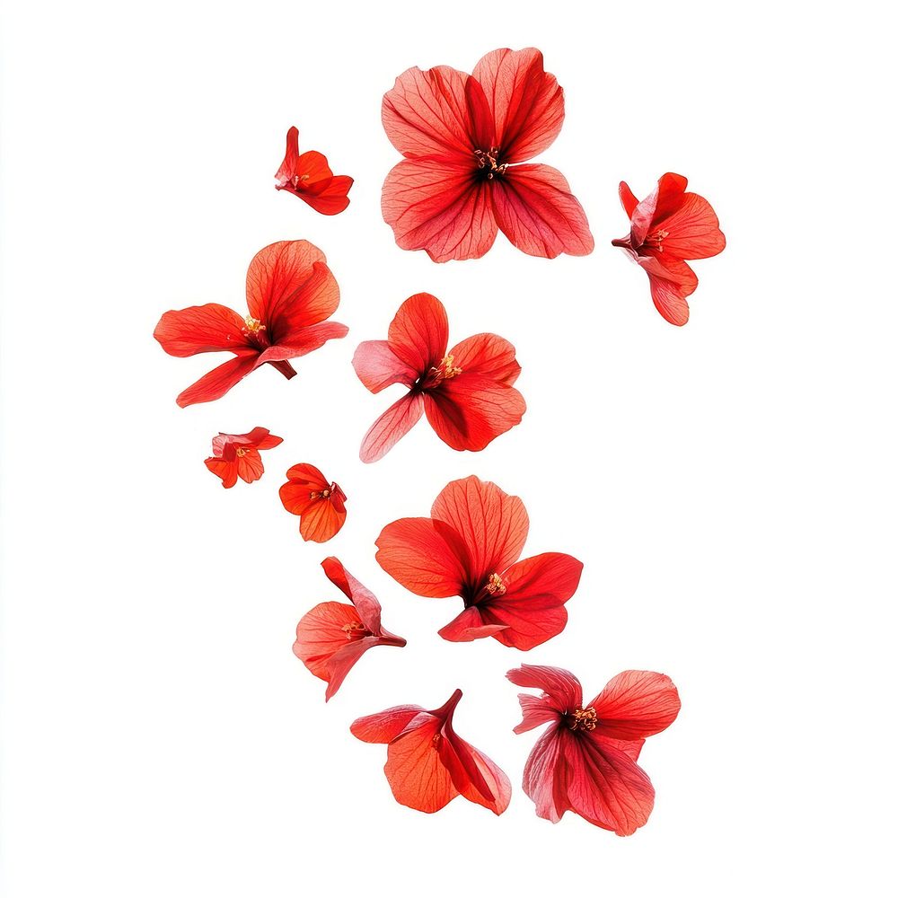 Red color flowers and petals | Free Photo - rawpixel