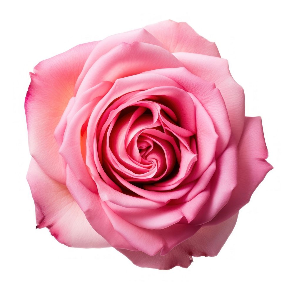 Pink rose vibrant natural flower. | Free Photo - rawpixel