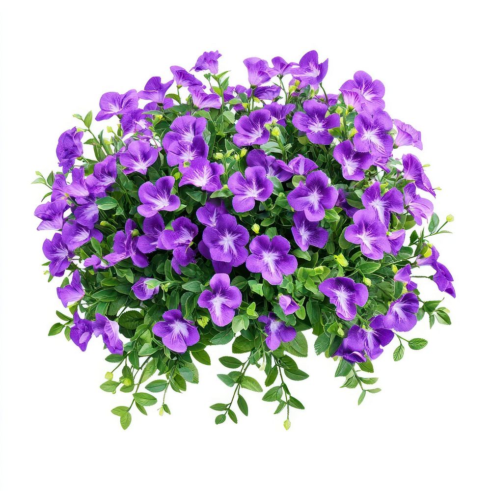 Real purple flower bushes flowers | Free Photo - rawpixel