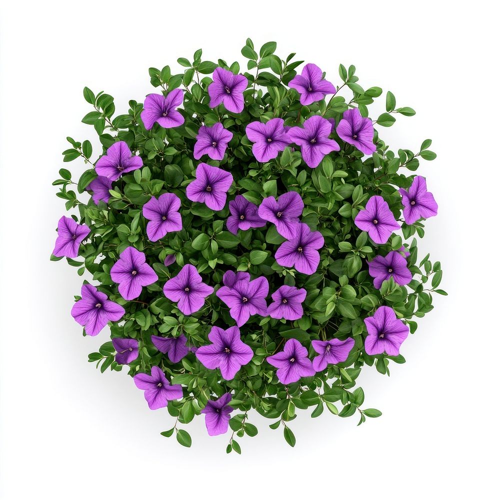 Real purple flower bushes flowers | Free Photo - rawpixel