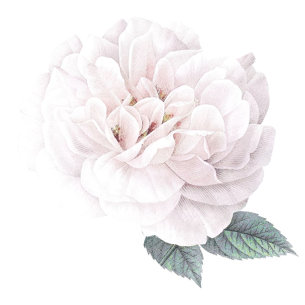 Delicate white roses soft petals, | Premium Photo Illustration - rawpixel