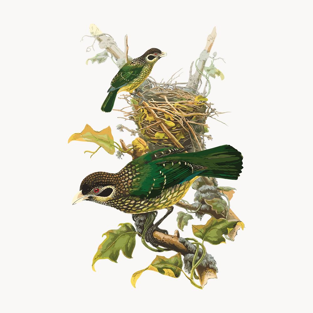 Spotted Catbird (Ailuroedus maculosus) Monograph | Free Vector - rawpixel