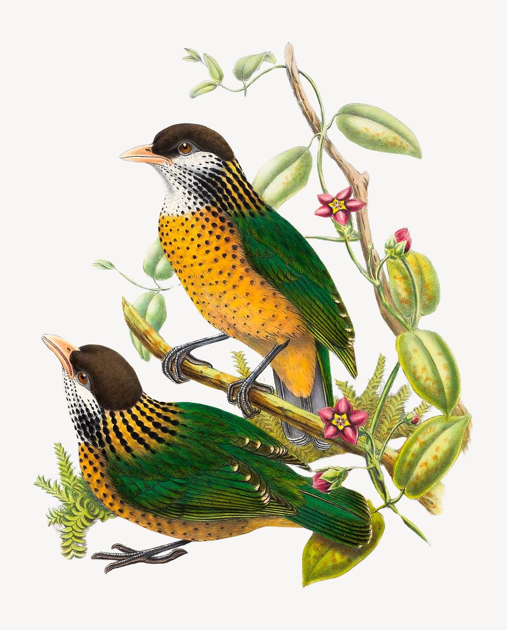 ochre-breasted catbird (Ailuroedus stonii) Monograph | Free Photo ...