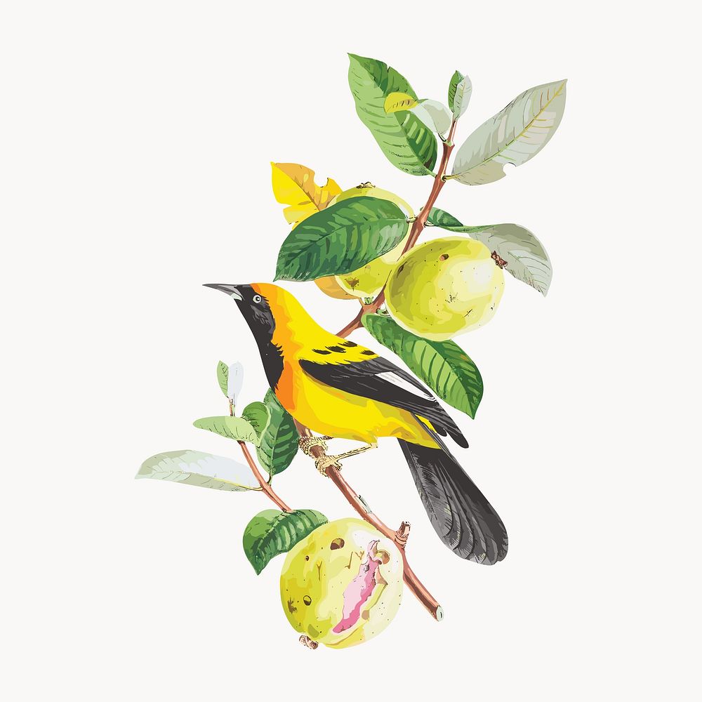 Orange Oriole, vintage Brazilian bird | Free Vector - rawpixel