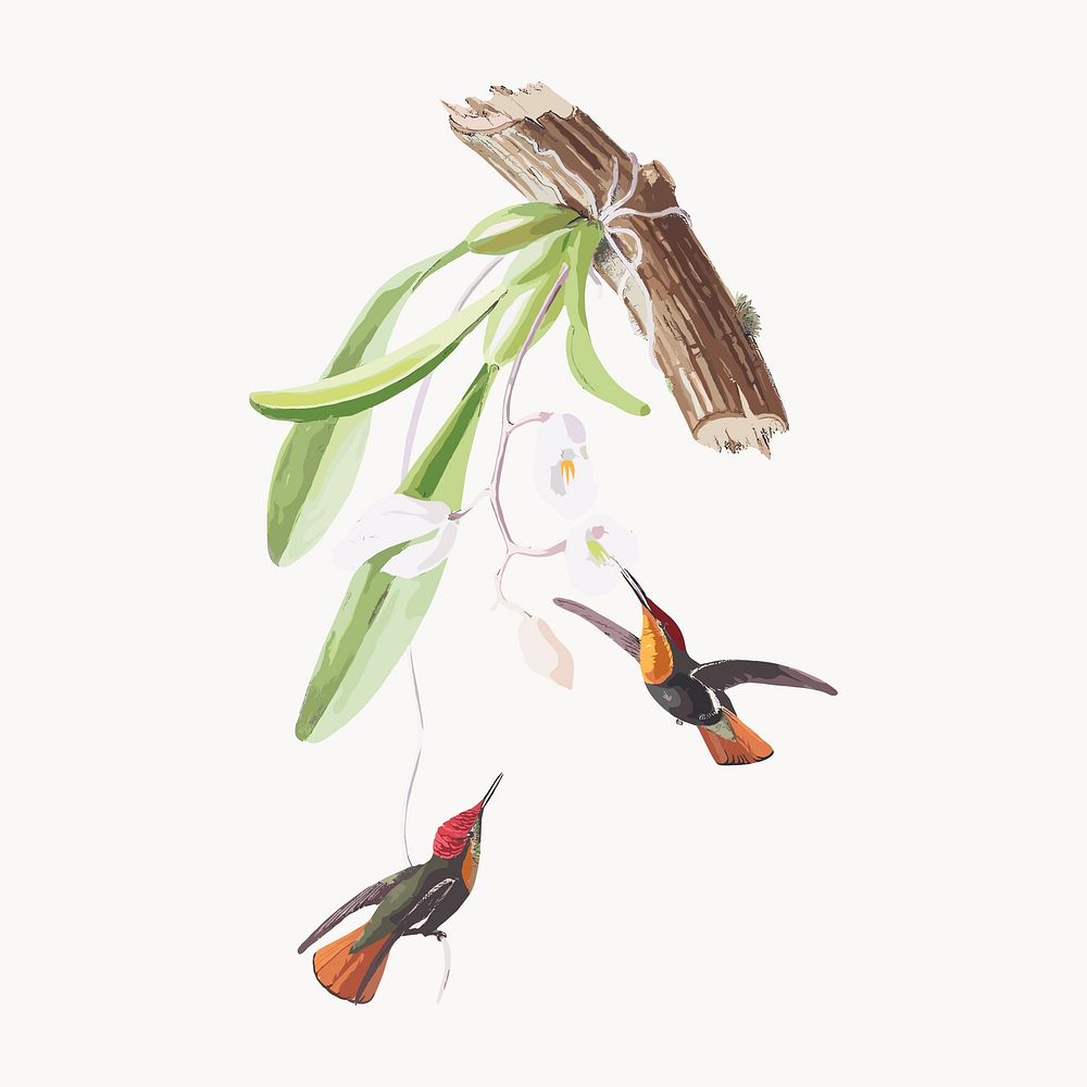 Fiery topaz, vintage Brazilian bird | Free Vector - rawpixel