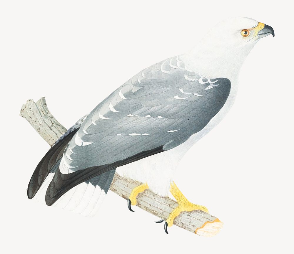 White-necked hawk History birds Brazil | Free PSD - rawpixel