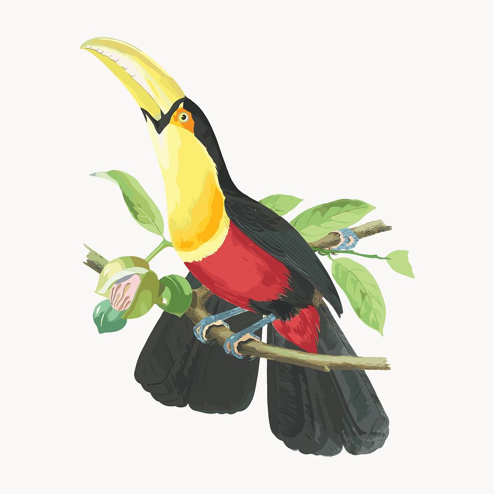 Brazilian Animal Bird Images | Free Photos, PNG Stickers, Wallpapers ...