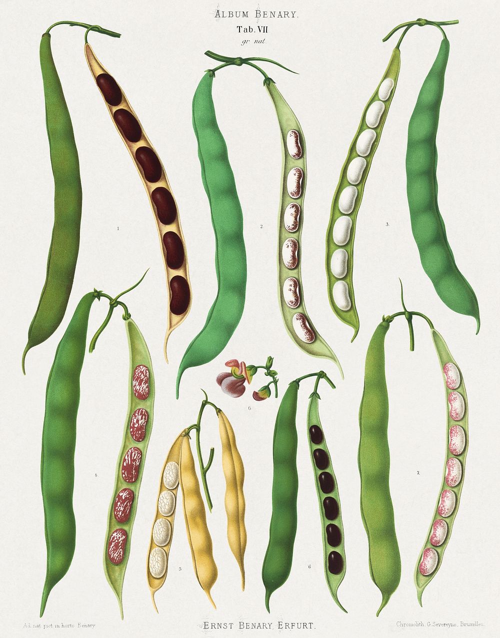 Beans – Dwarf French, Kidney | Free Photo Illustration - rawpixel