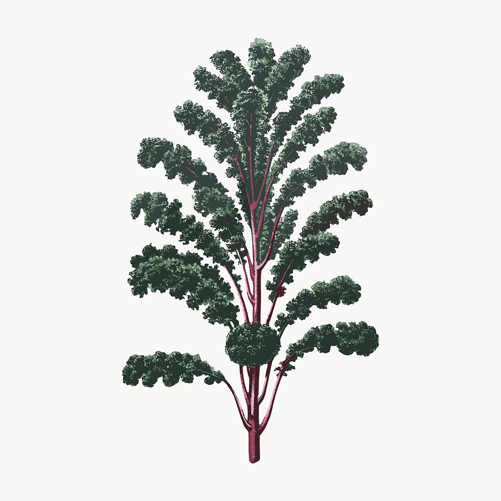 Detailed kale illustration texture vector. | Free Vector - rawpixel