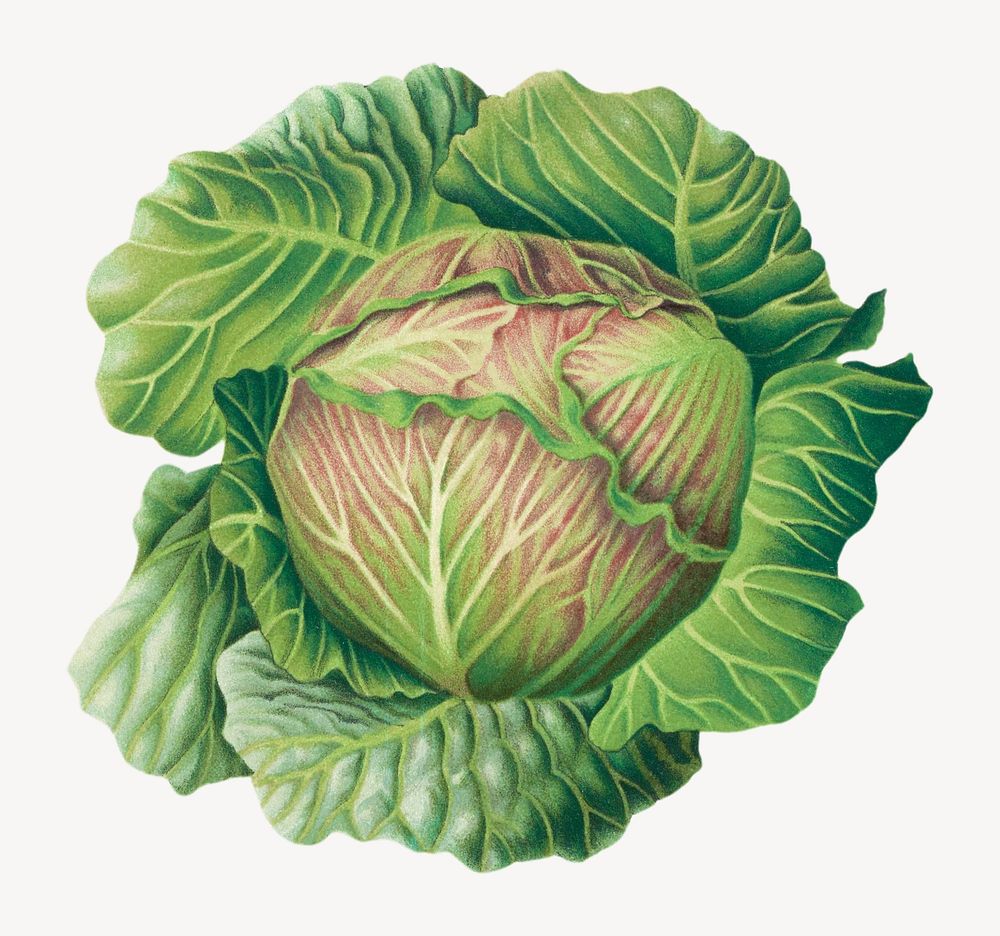 Vibrant cabbage botanical illustration isolated | Free Photo ...