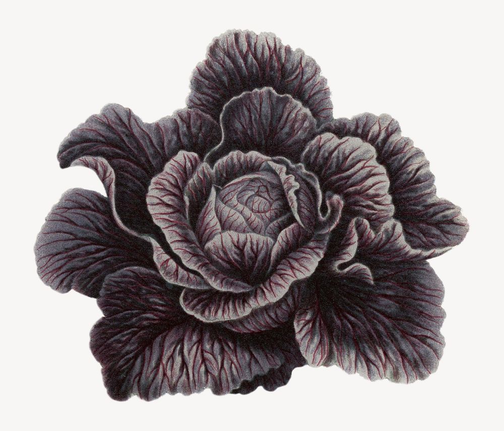 Intricate dark cabbage illustration art | Free Photo Illustration ...