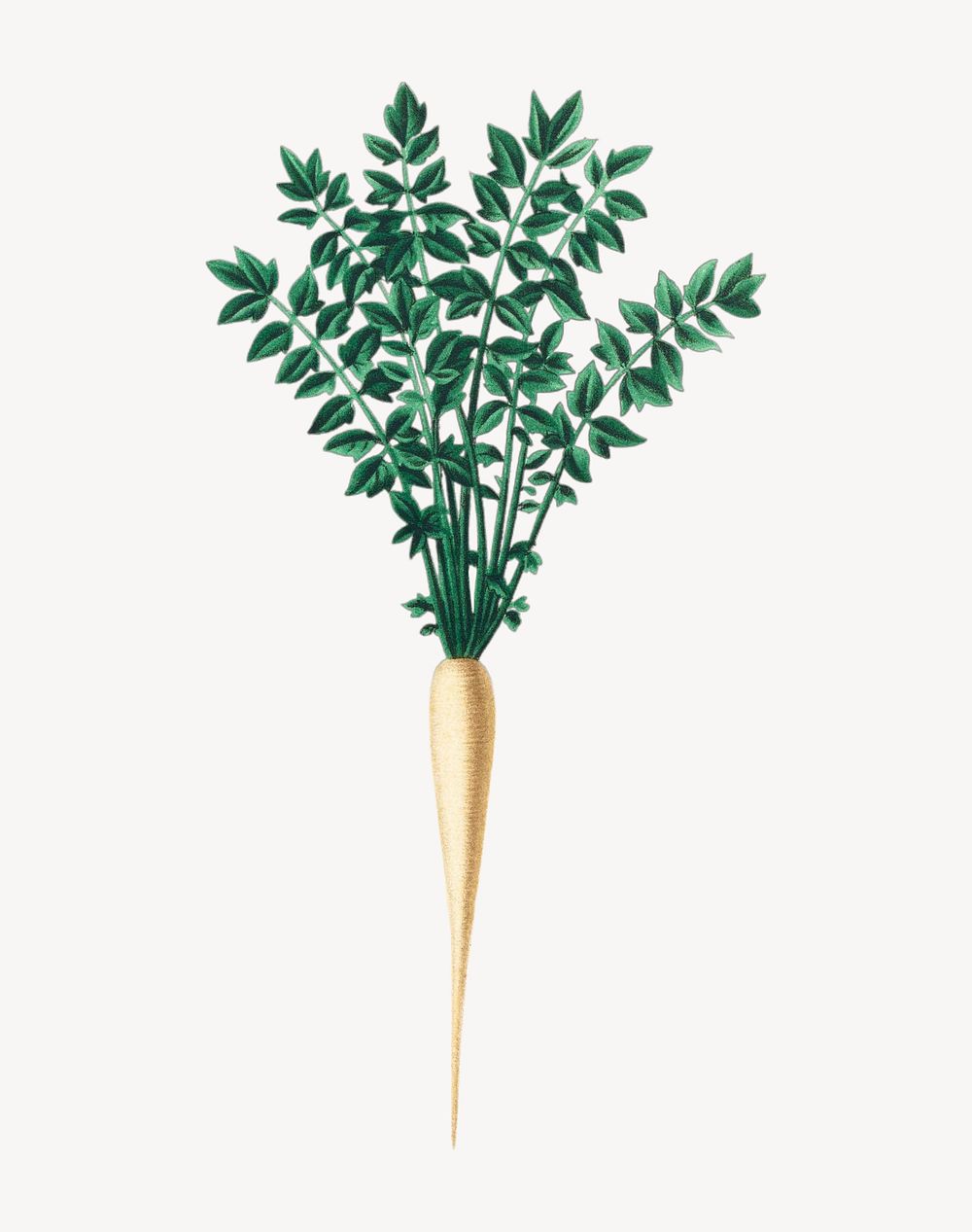 Botanical carrot illustration art isolated | Free Photo Illustration ...